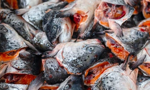 തമിഴ്നാട്ടില്‍ നിന്ന് എത്തിക്കുന്ന മത്സ്യഭാഗങ്ങള്‍ കഴിക്കരുതെന്ന് ...